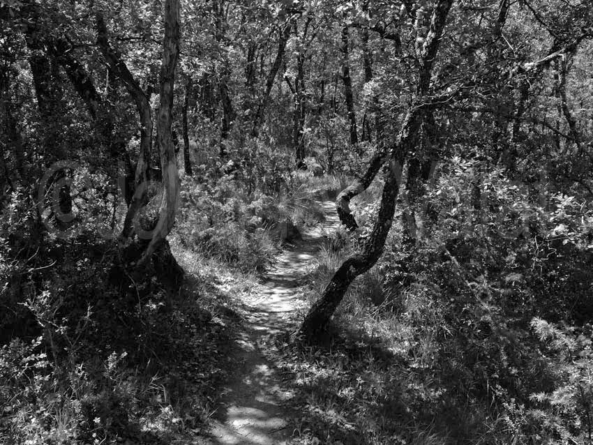 Portraits de Saint-Jacques - Camino de Santiago - Jacques Valat ...