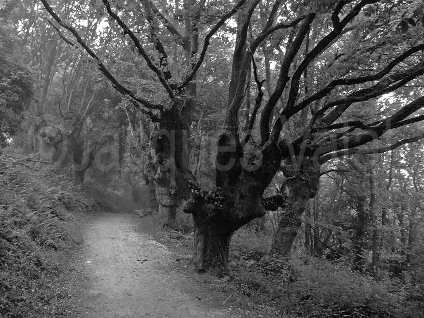 Portraits de Saint-Jacques - Camino de Santiago - Jacques Valat ...