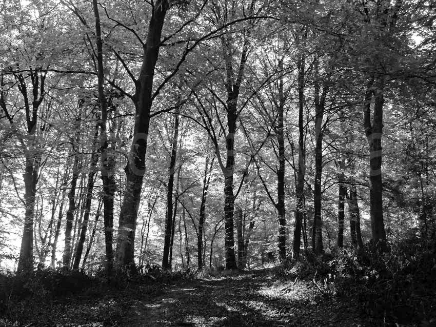 Portraits de Saint-Jacques - Camino de Santiago - Jacques Valat ...
