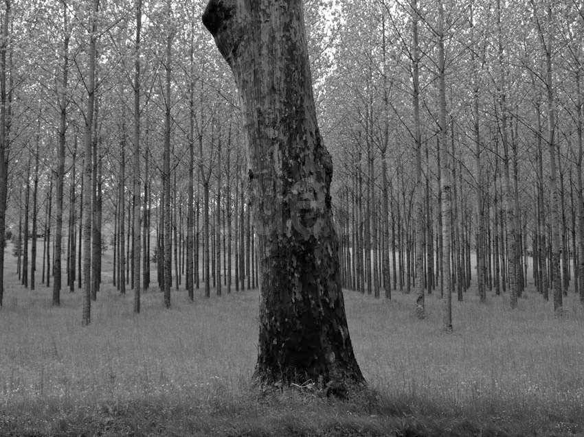 Portraits de Saint-Jacques - Camino de Santiago - Jacques Valat ...