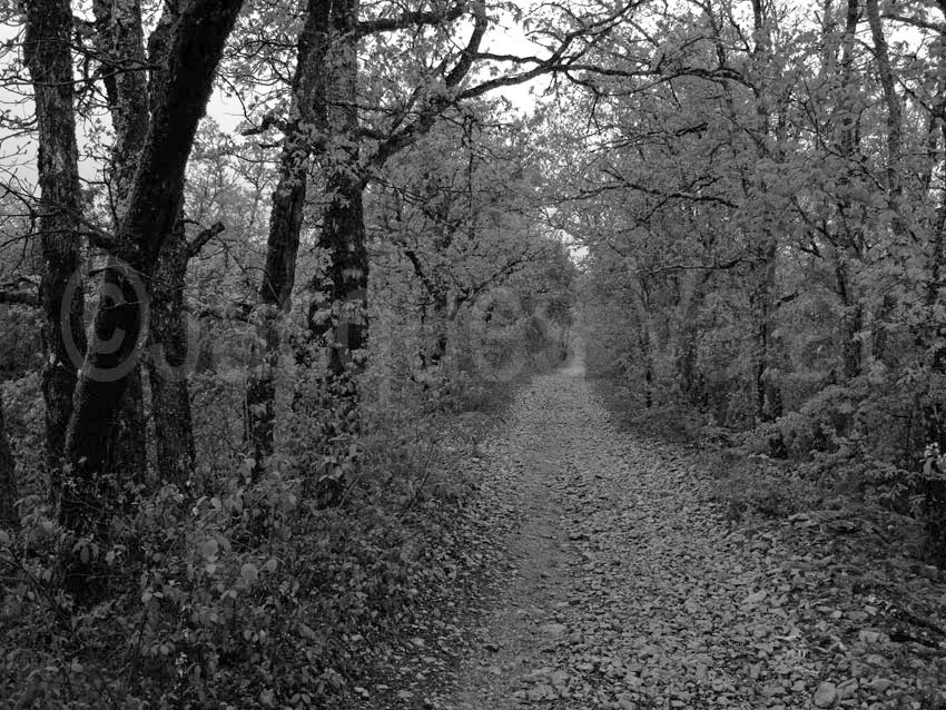 Portraits de Saint-Jacques - Camino de Santiago - Jacques Valat ...