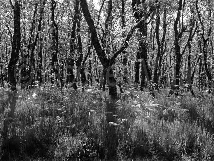 Portraits de Saint-Jacques - Camino de Santiago - Jacques Valat ...