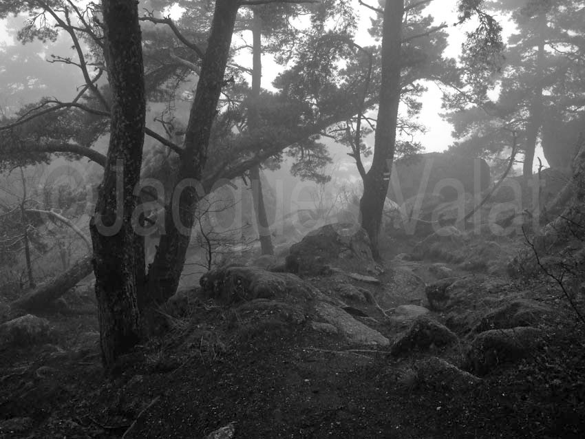 Portraits de Saint-Jacques - Camino de Santiago - Jacques Valat ...