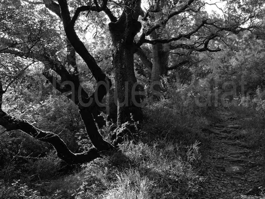 Portraits de Saint-Jacques - Camino de Santiago - Jacques Valat ...